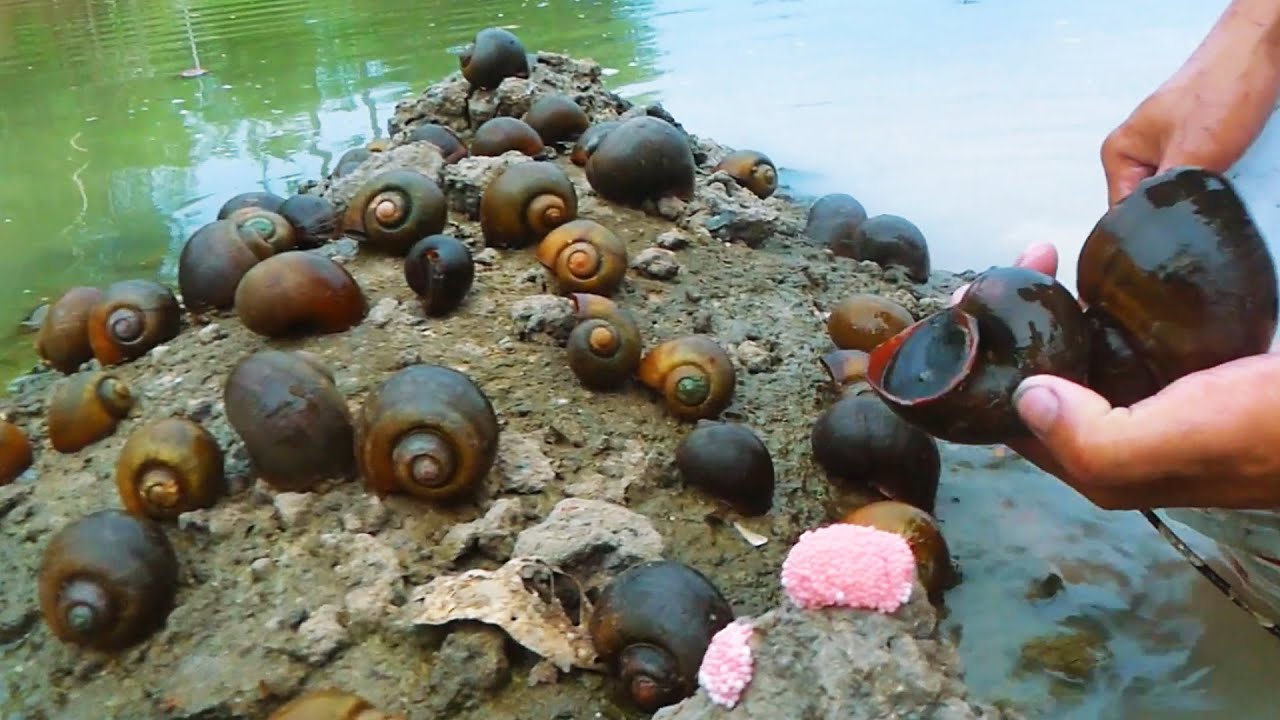 You'll Never Believe This hunting snails in the lake Fact - YouTube