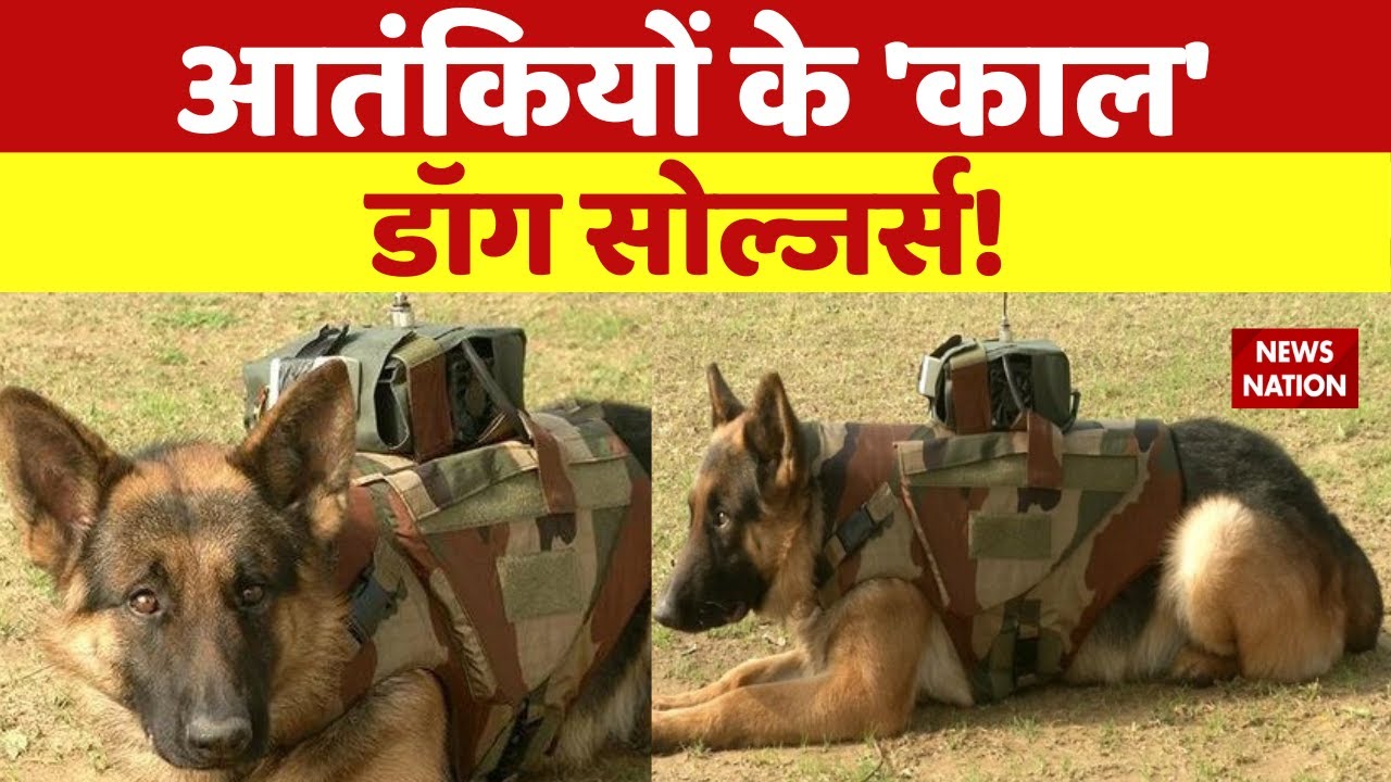 Military Dogs, Indian army dogs training: डॉग ब्रिगेड को सलाम | How a ...