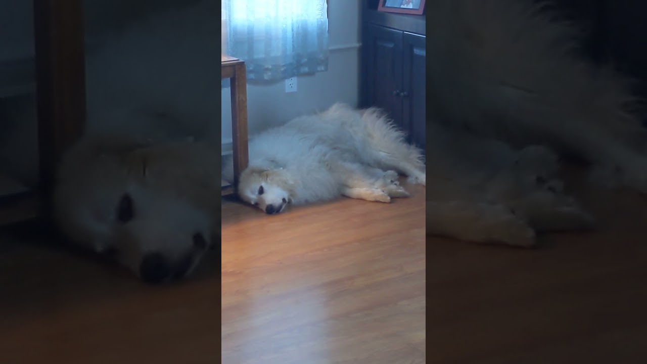Our Great Pyrenees running in his sleep. - YouTube