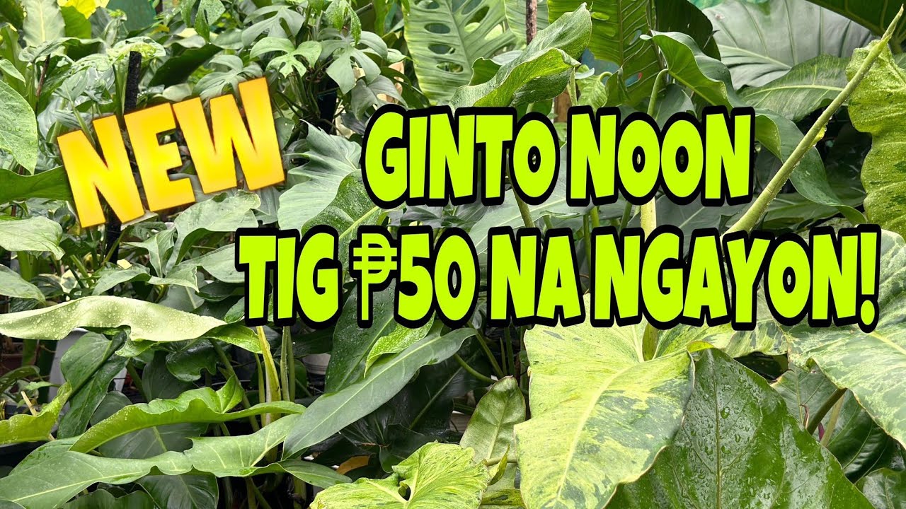 GINTO NOON TIG P50 NA NGAYON! - YouTube