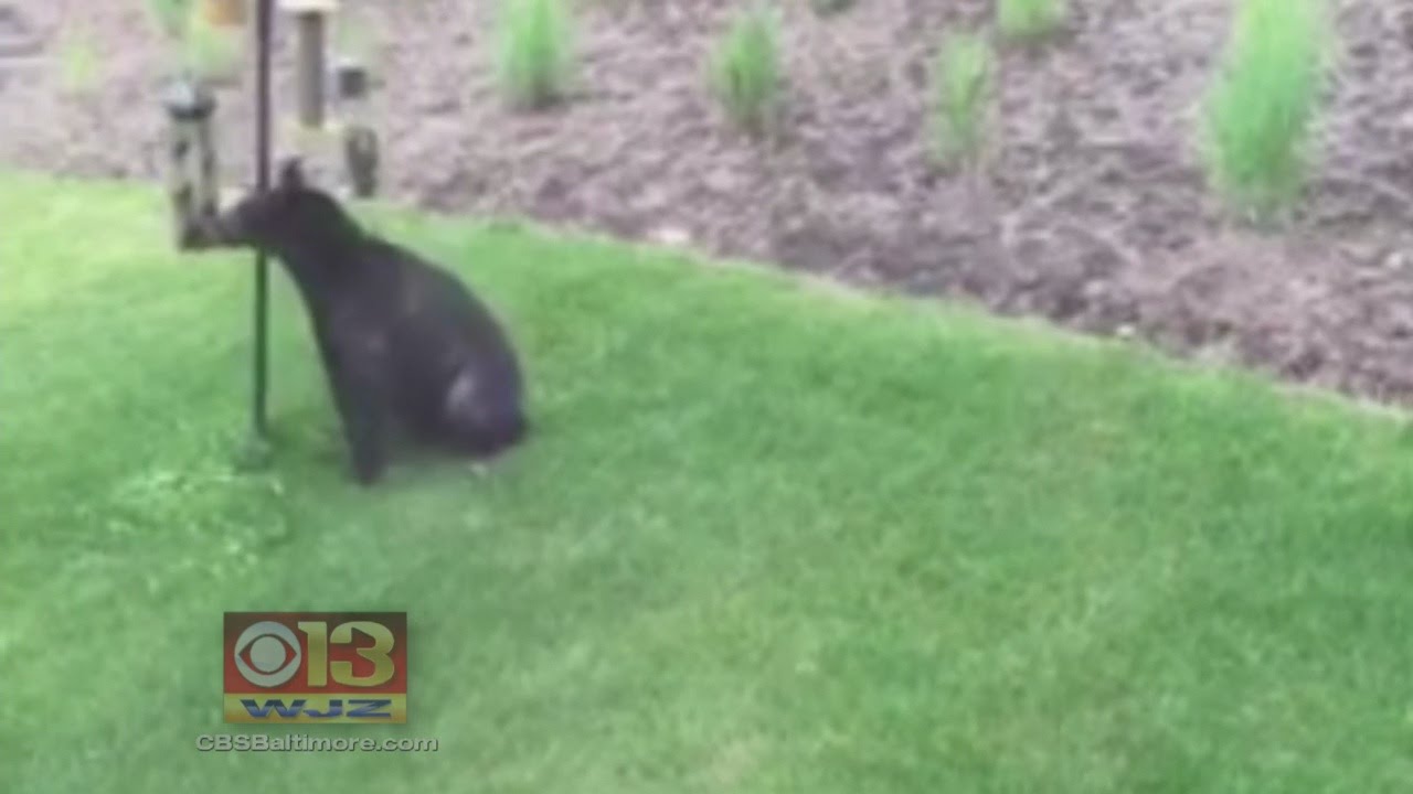 Black Bear Hunting Territory Expands In Maryland - YouTube