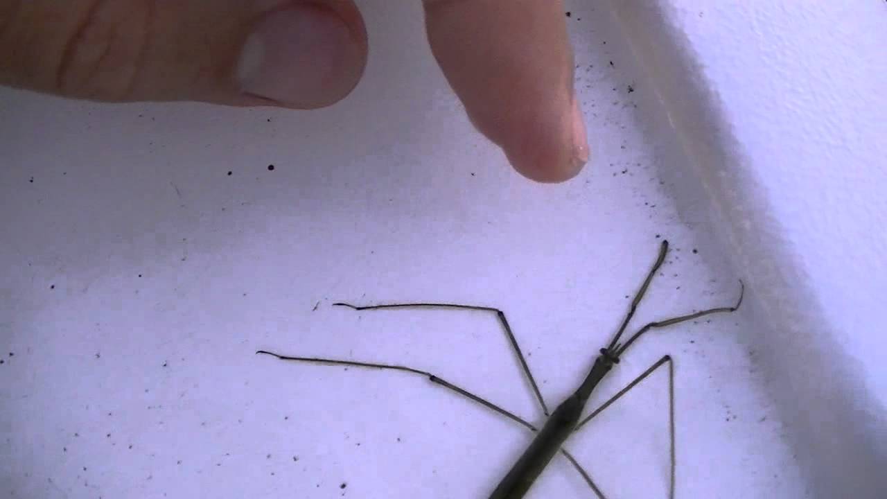 Aquatic Insect: The Fresh Water Scorpion! - YouTube