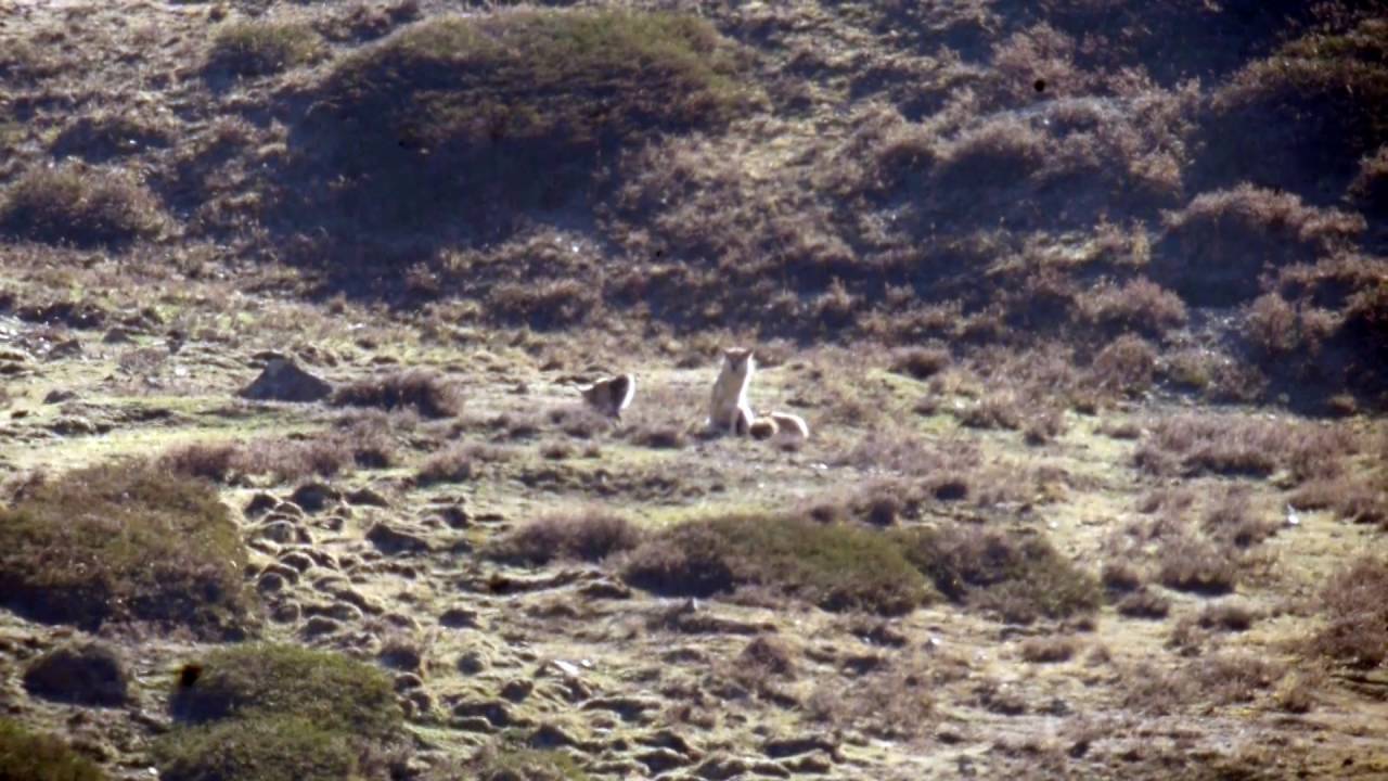 Himalayan Wolf Pups in Upper Dolpa Nepal - YouTube
