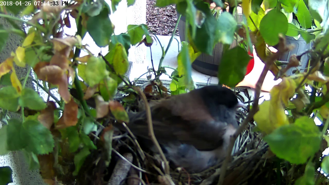 Mommy bird feeding and brooding her 5 chicks (day 6, 7:13pm) - YouTube