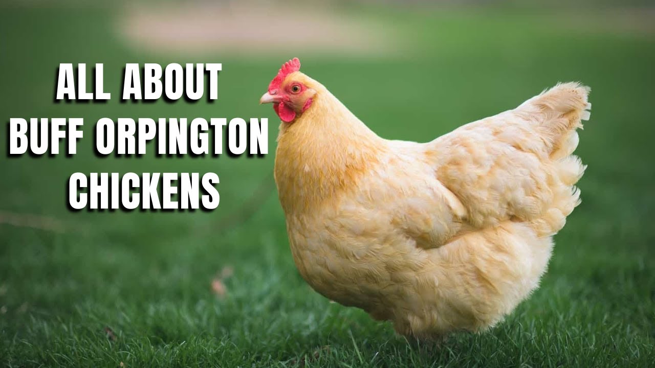 Buff Orpington Chickens : Everything You Need to Know - YouTube