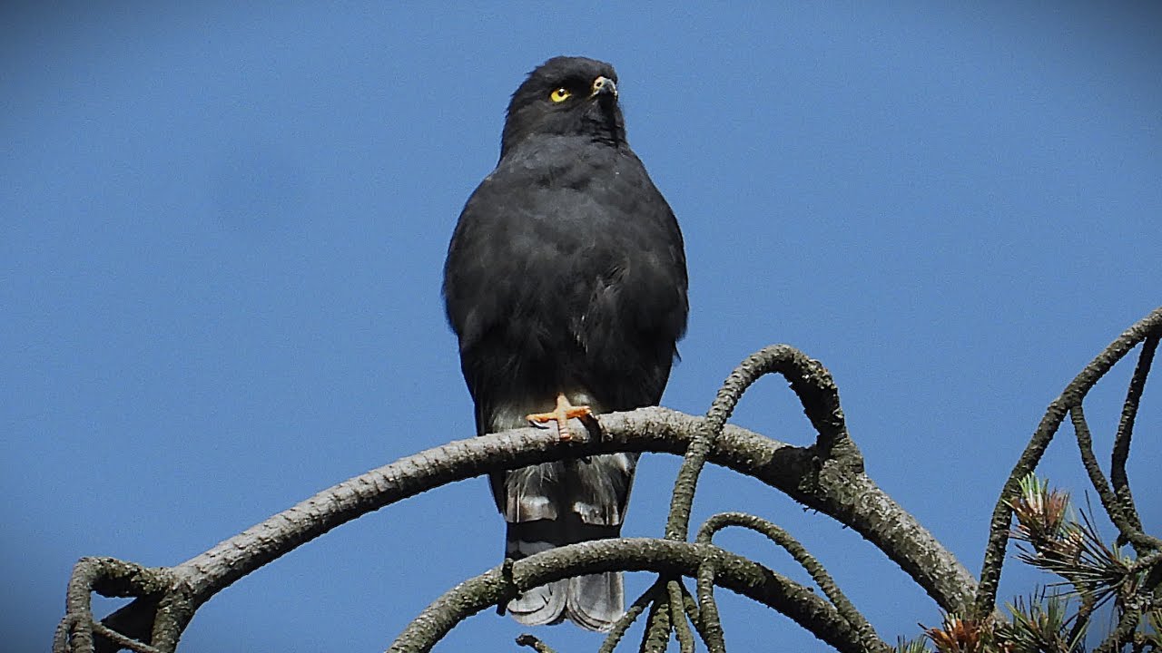 Parabuteo leucorrhous / White-rumped Hawk - YouTube