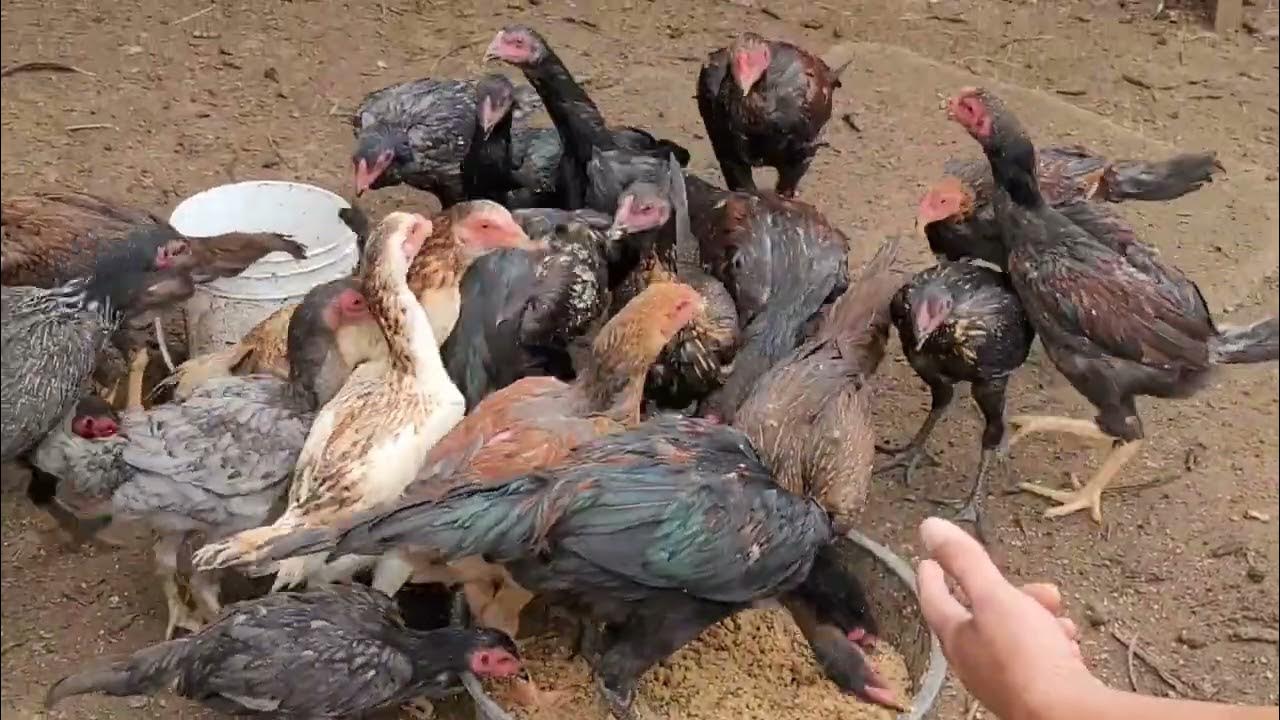 UPDATED ME NYUAM QAIB EJ QAIB THAIB COV TUB DUA NAWB 8/13/2023 - YouTube