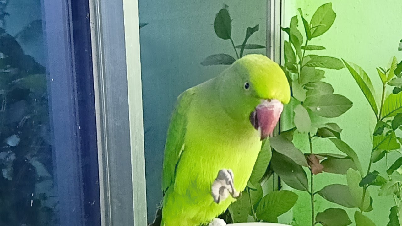 Cute Parrot [LIVE] - YouTube