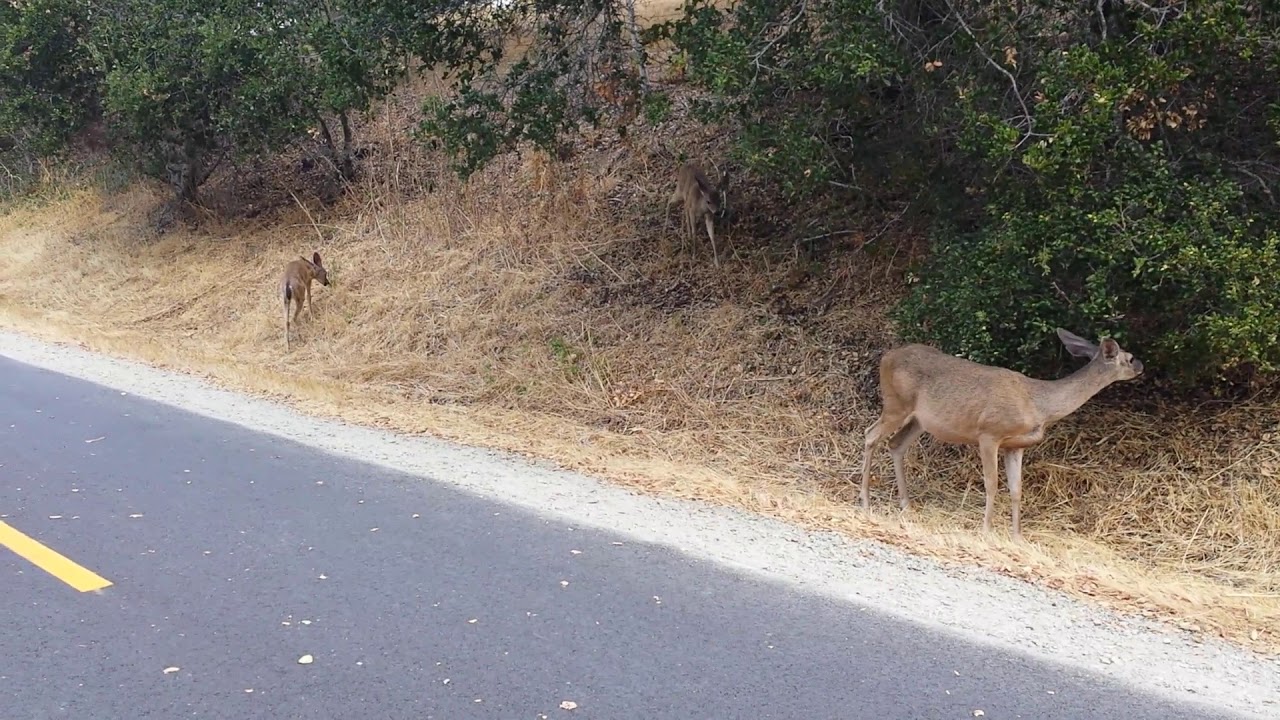 deer during hiking 2017 - YouTube