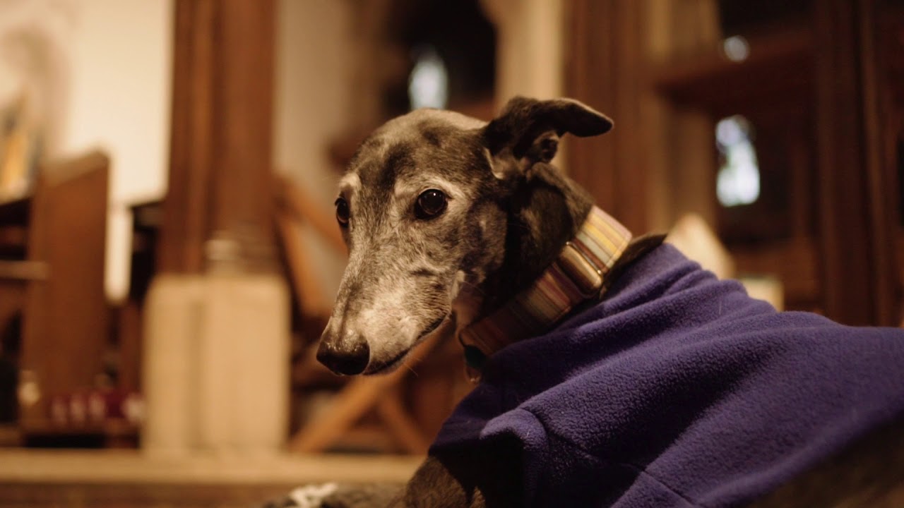 Dogs leading a special church service - YouTube