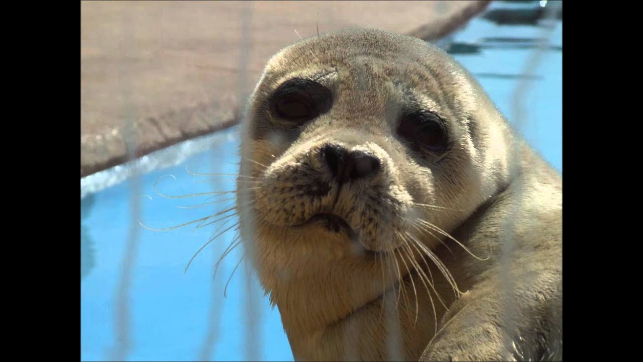 Foca Movie - Abertura 1 - YouTube