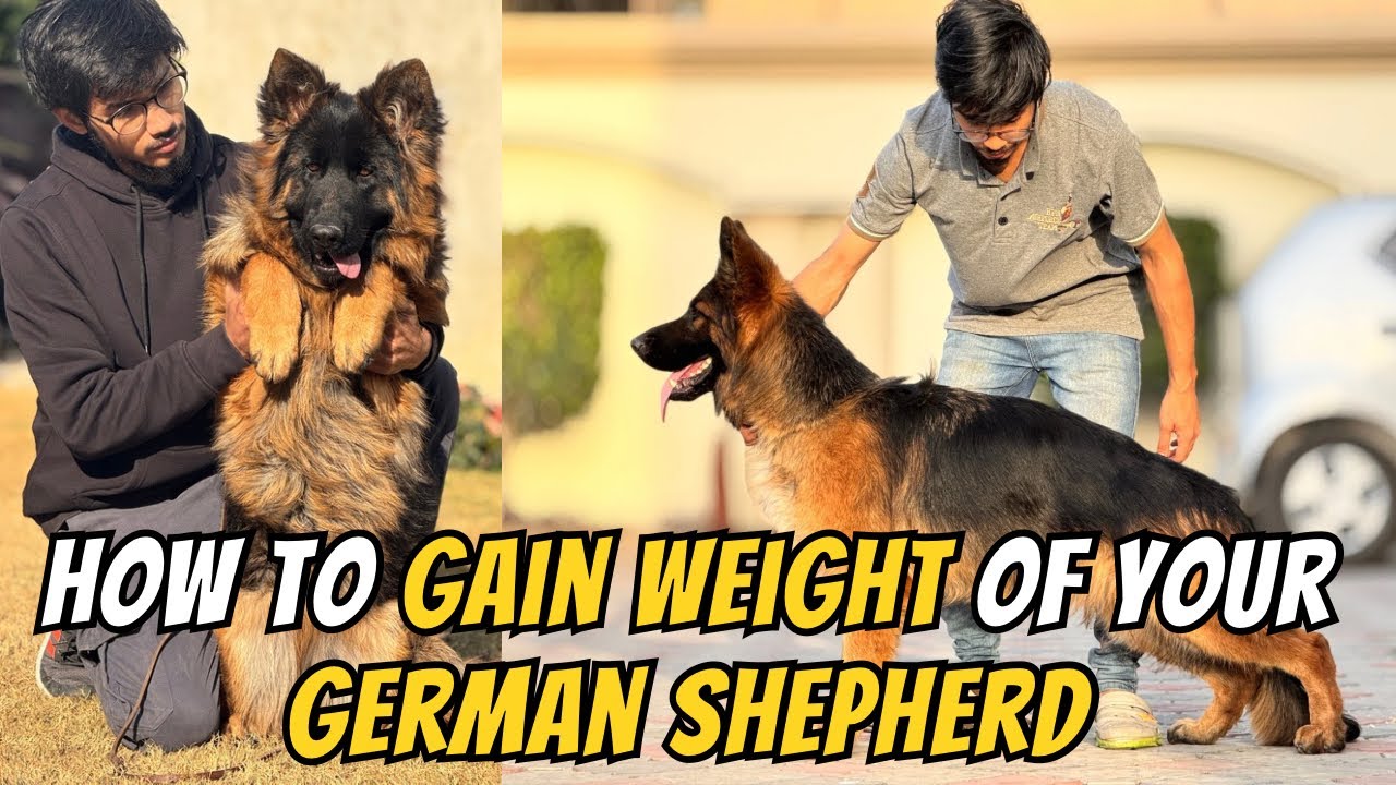 How to make your German shepherd become Healthy | German shepherd ...