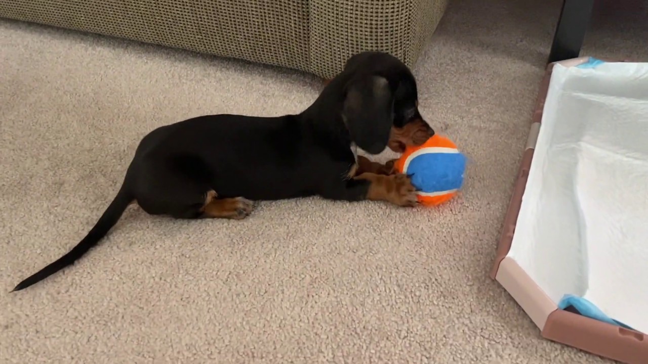 Dachshund puppy has some fun with his fuzzy ball and new harness - YouTube