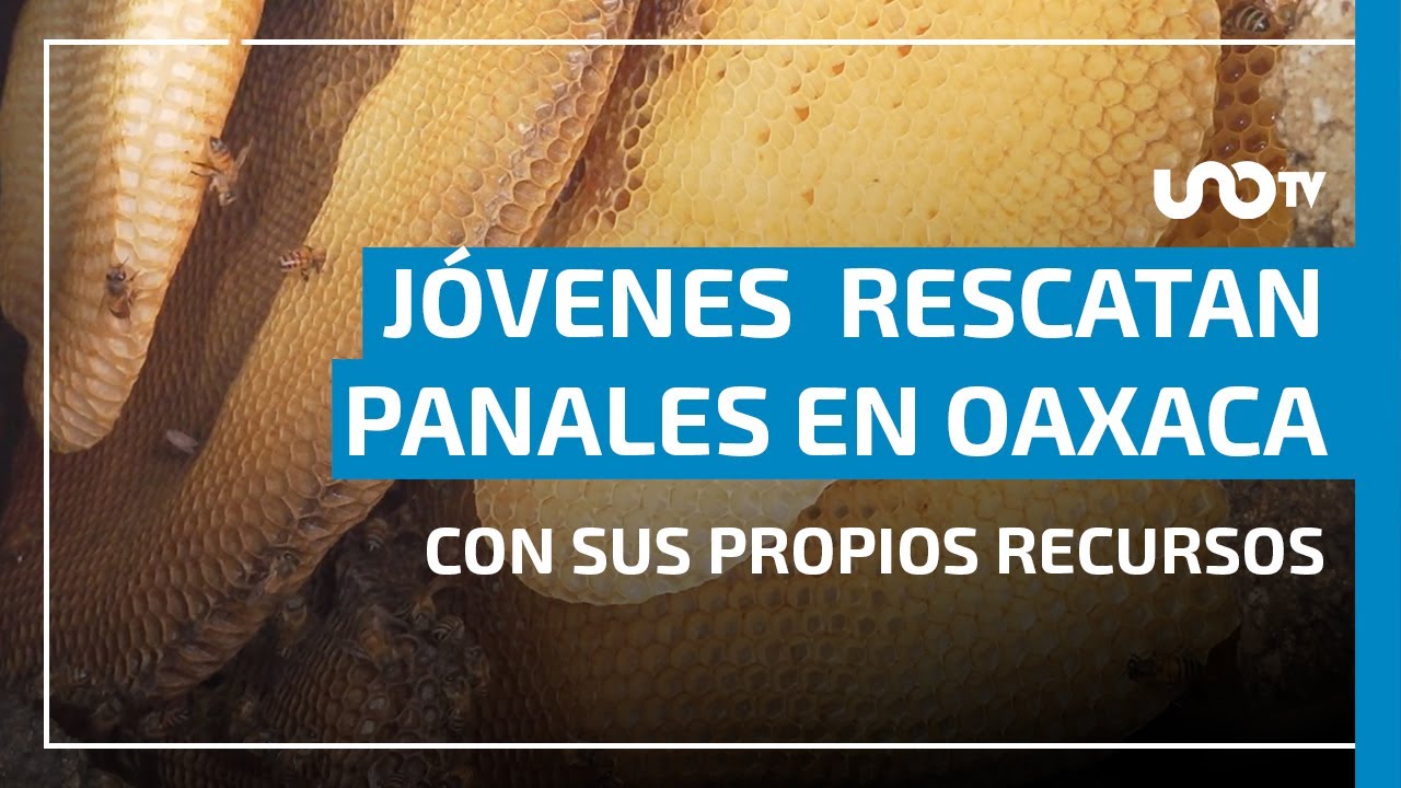 Dos jóvenes llevan ocho años rescatando panales en Oaxaca con sus ...