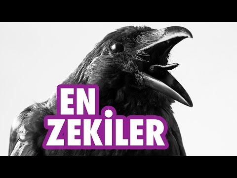 Dünyanın En Zeki 10 Hayvanı