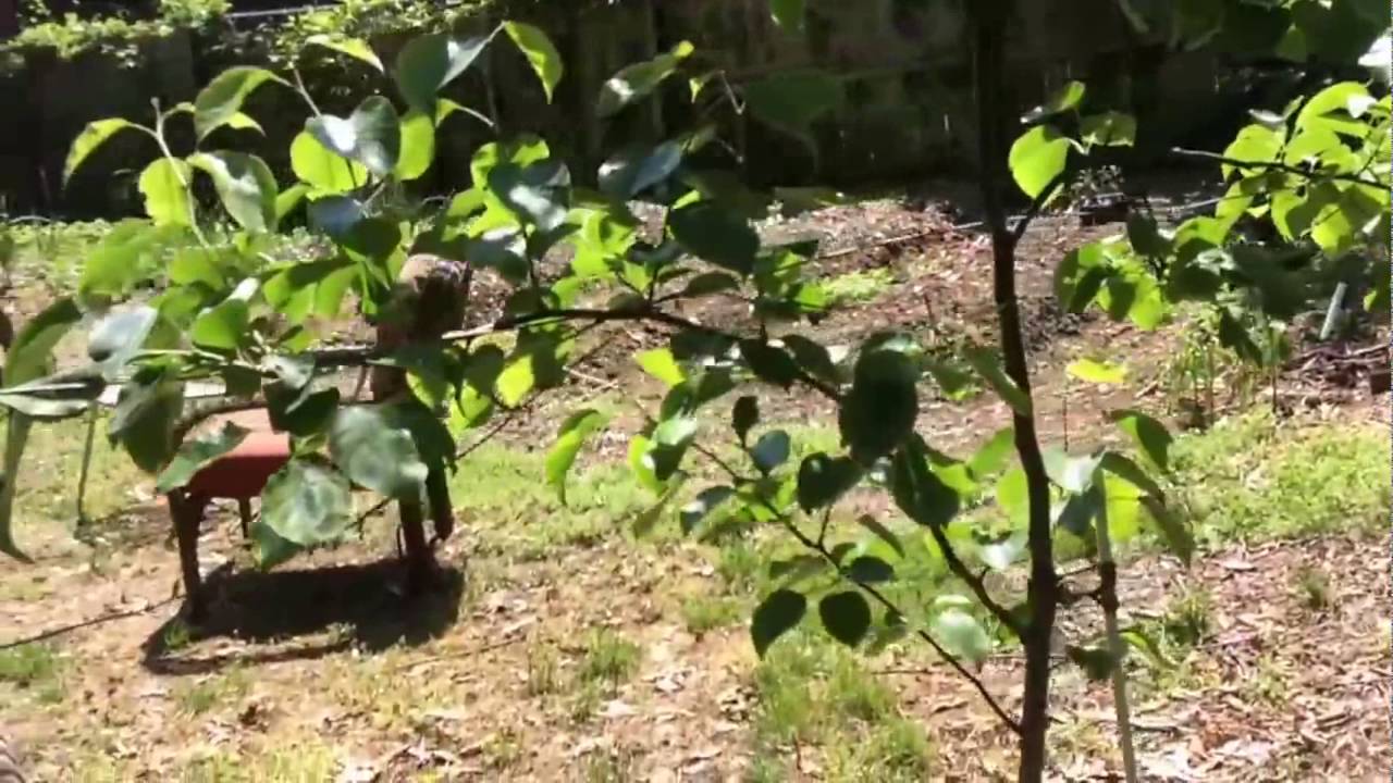 UPDATE, ESPALIERED DWARF FRUIT TREE ORCHARD AT 14 MONTHS - YouTube