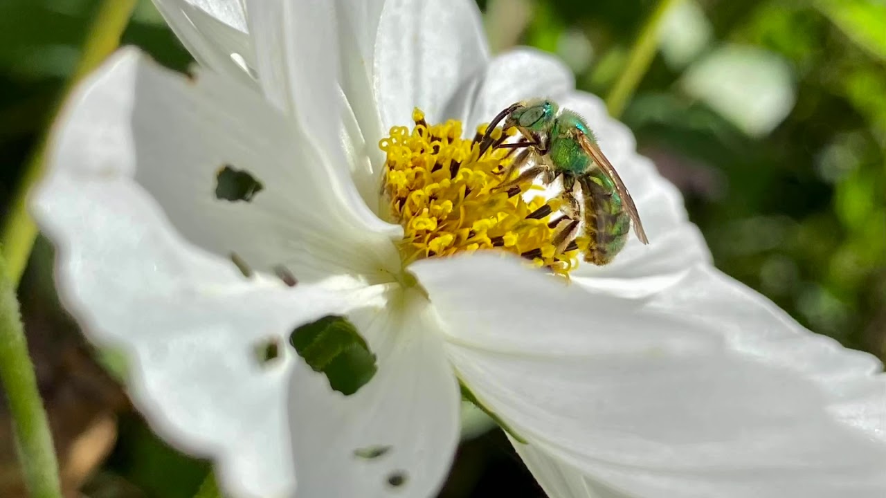 Green Bees in Washington State - YouTube