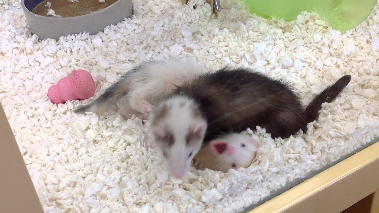 The Battle of Two Ferrets - YouTube