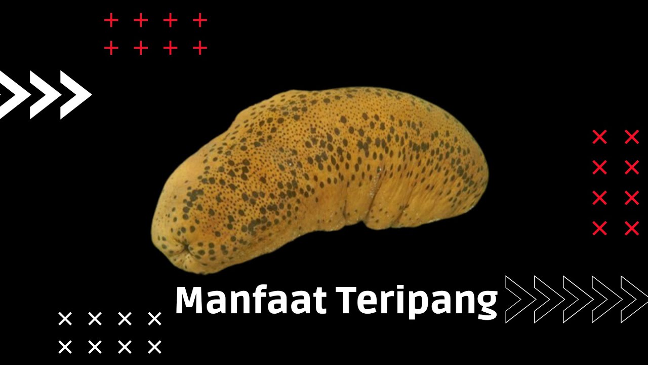 6 Manfaat Teripang Laut (Gamat/Timun Laut) Untuk Kesehatan - YouTube