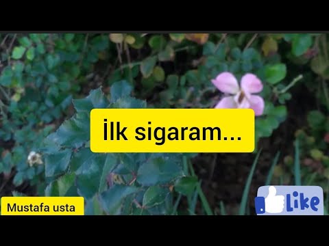 İlk sigaram #ilk bağlandığım #siir #soz  #içimdengelen .#mustafa usta
