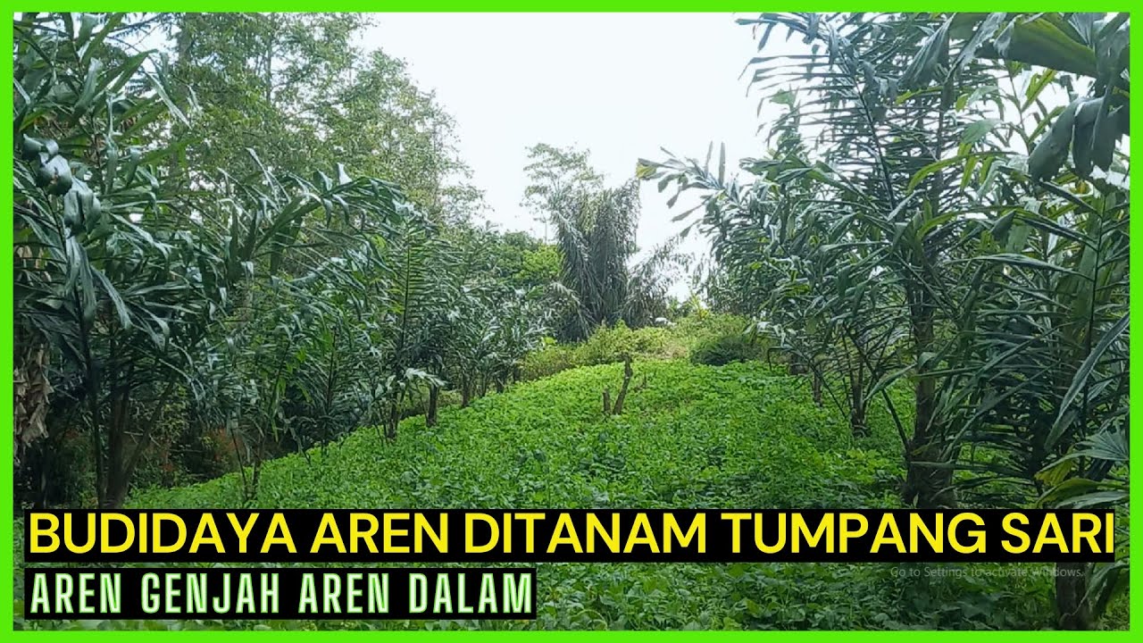 BUDIDAYA AREN GENJAH AREN DALAM DITANAM HOMOGEN DAN TUMPANG SARI DENGAN ...