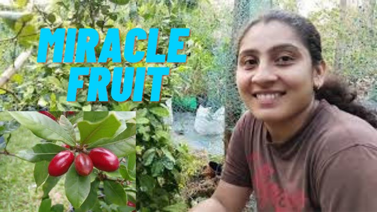 Miracle Fruit tasting | Miracle berry tasting - YouTube