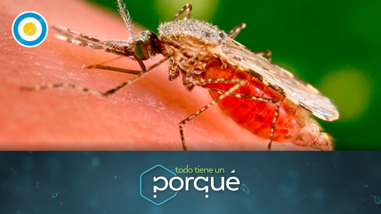 ¿Por qué nos pican los mosquitos? (1 de 3) - YouTube