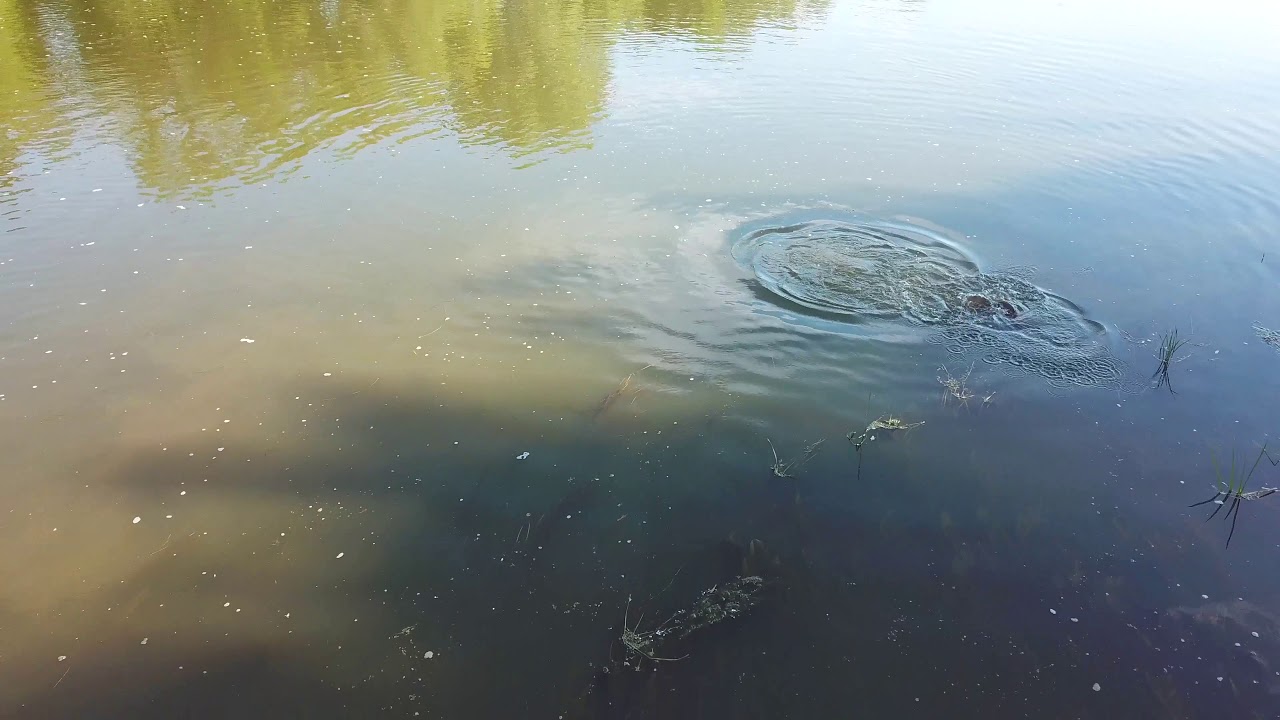 Wild Carp during the breeding season,captured by Drone - YouTube