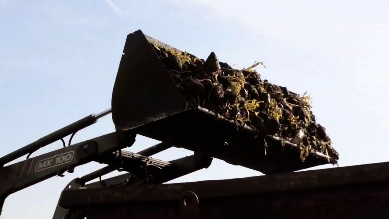 Cleaning and Loading Fodder Beet for Sheep Feed. - YouTube