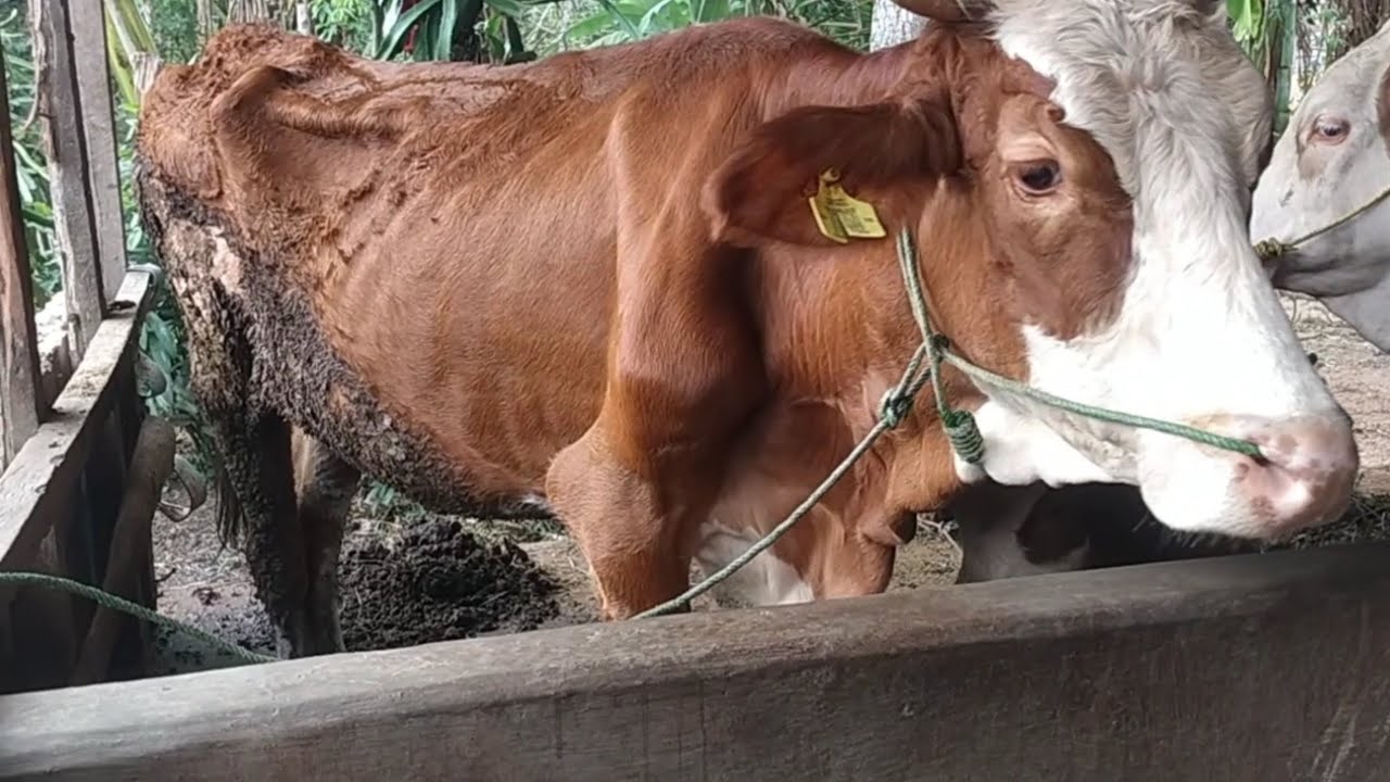 lihat sapi indukan bunting 9 bulan jalan dengan ciri ciri setengah ...