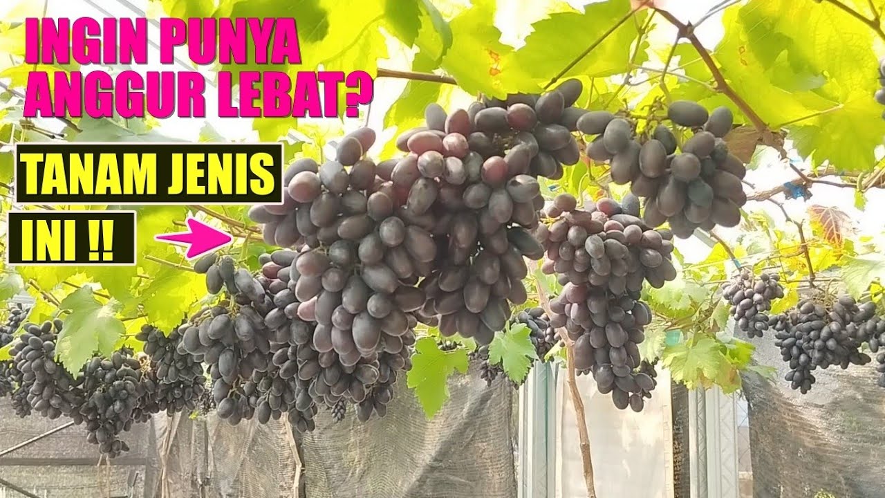 Review Anggur Gozv : Anggur Import Si Hitam Manis - YouTube
