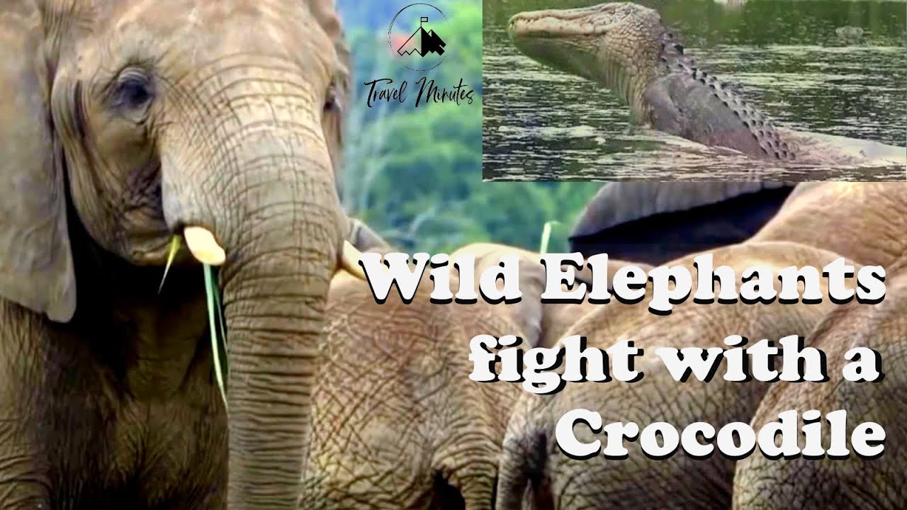 Most Dangerous Wild Elephant Fight with Crocodile | Wild Animal Fights ...