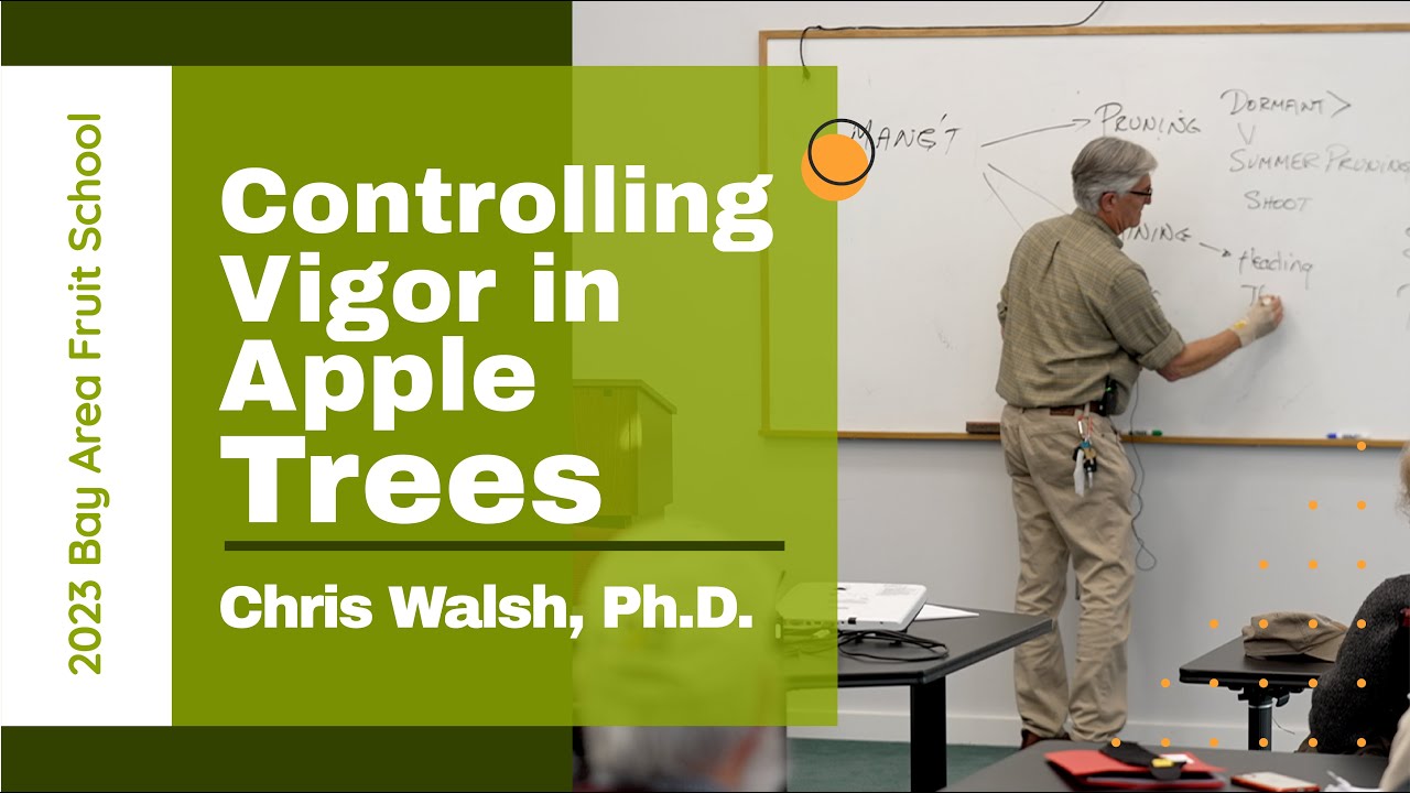 Bay Fruit School 2023 | Controlling Vigor in Apple Trees - YouTube