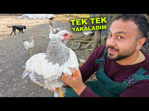 🐔 Tavuk Yakalama Operasyonu! 😅 | Çiftlikte Yabancı Bir Köpek Var 🐕 | Folluklardan Yumurta Toplama