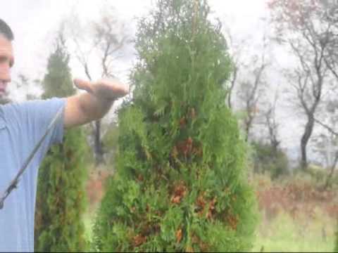 The Trimming Your Arborvitae - YouTube