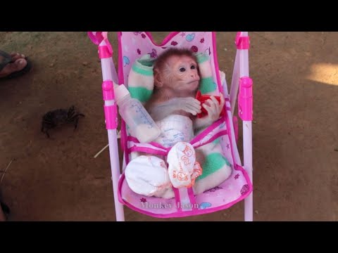 So Lovely!! Tiny Baby Monkey Jason Comfy Ride On Stroller To Get ...