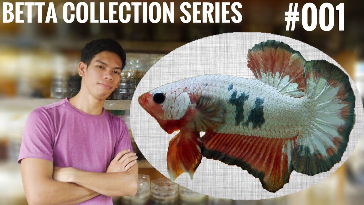 Betta fish Collection Series #001 ( FCCP Orange Base) - YouTube