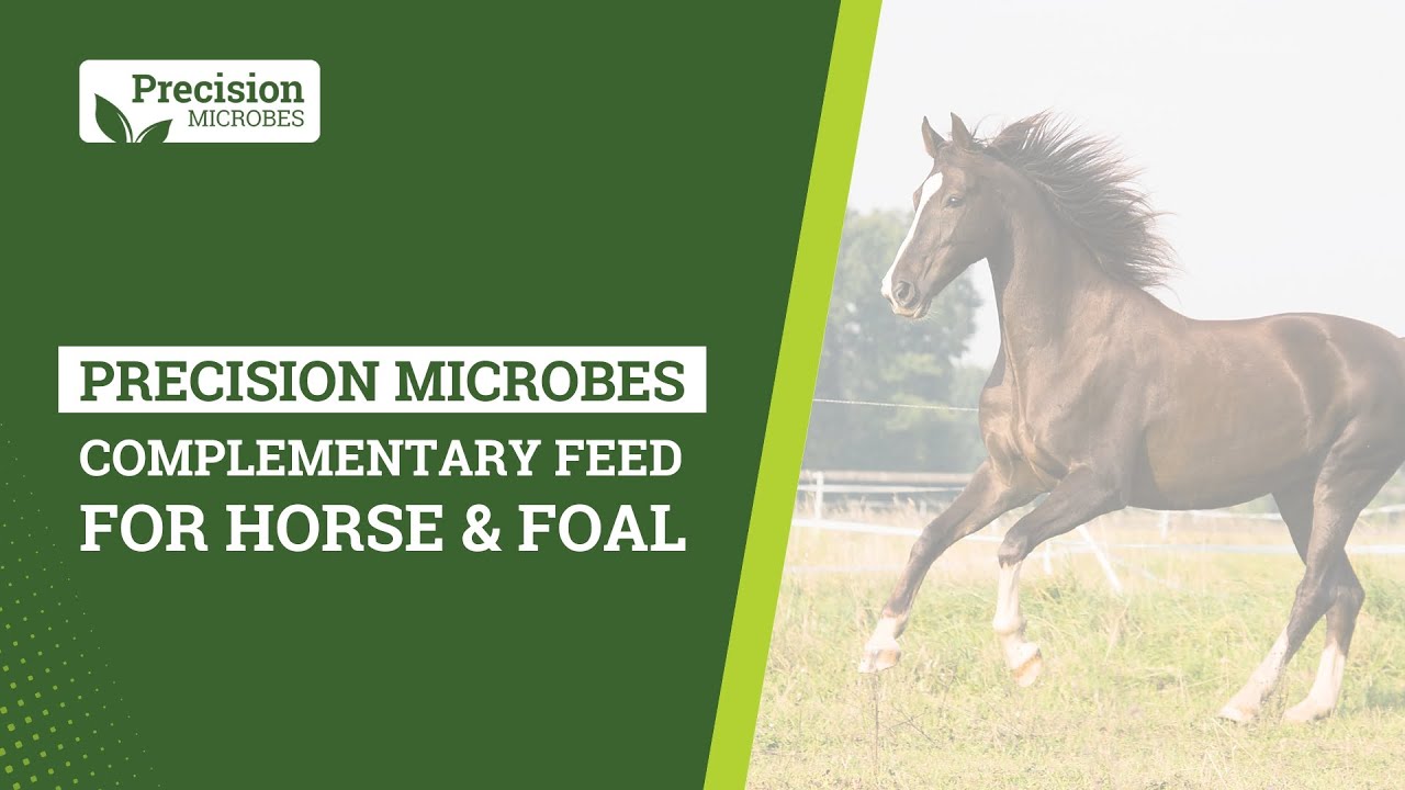 Precision Microbes for Horse & Foal - YouTube