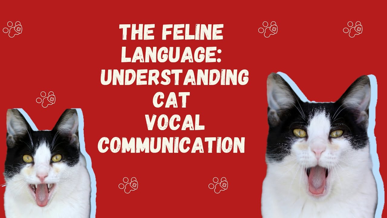 Feline Linguistics: The Cat's Vocabulary #catlover #catvocabulary - YouTube