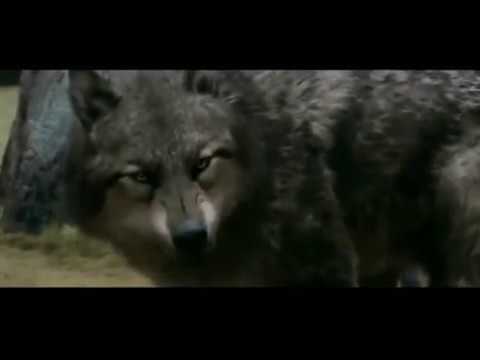 Twilight Wolves- Burn (Nightcore version)