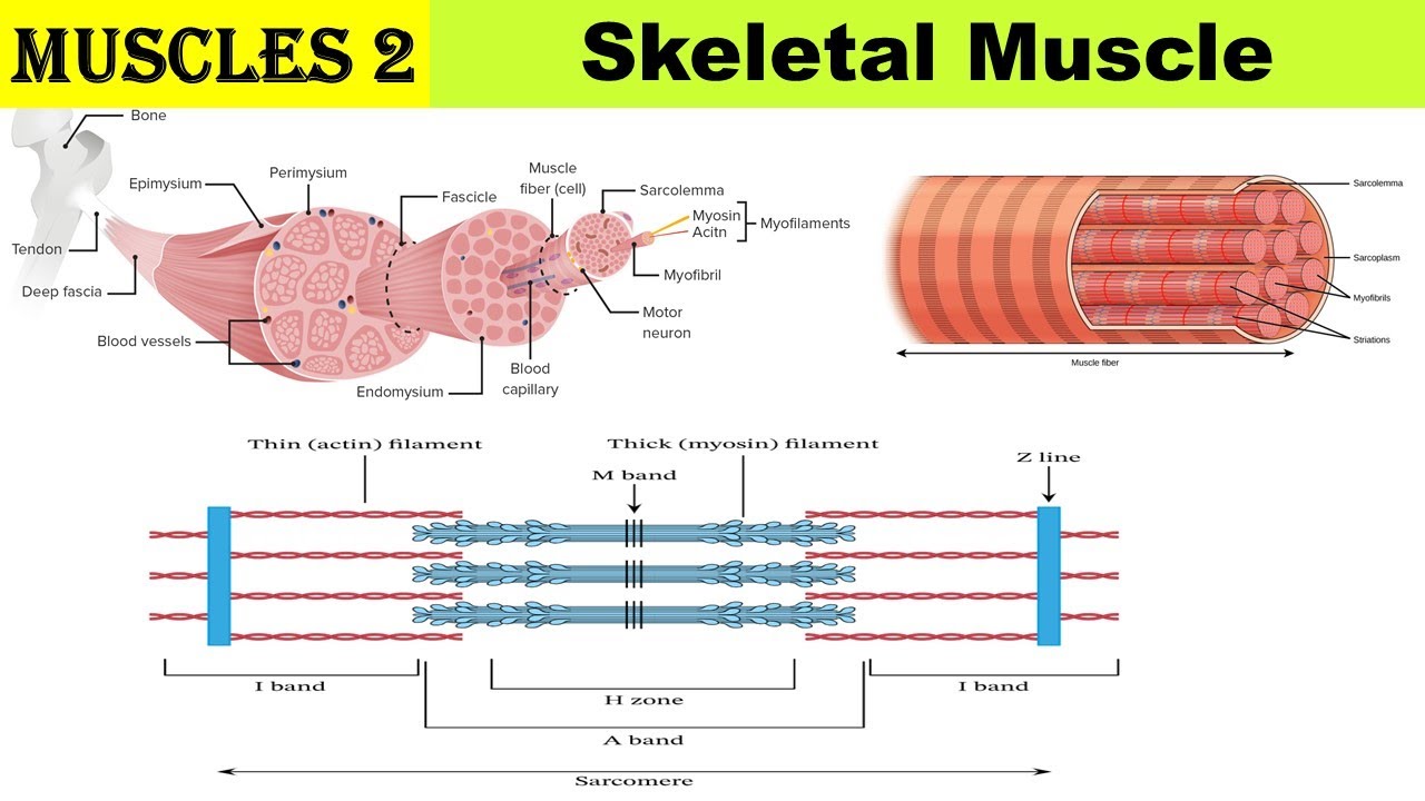 Muscle 2 | Structure of Skeletal Muscles | Muscle fibre | Myofibrils ...