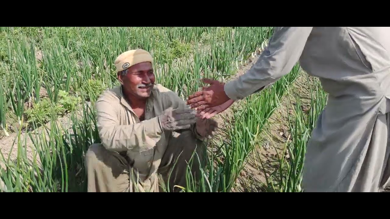 Sindhi Talking with #farmer , He chosing #potato from his #farm #4k # ...