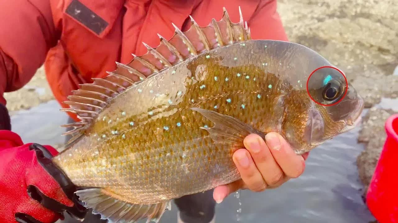 Caught A Beautiful Fish With Blue Light(Catch the sea) - YouTube