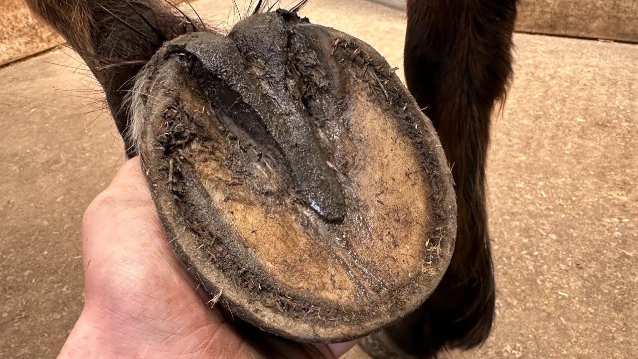 These Hooves Are So Small (Hoof Cleaning And Restoration) - YouTube