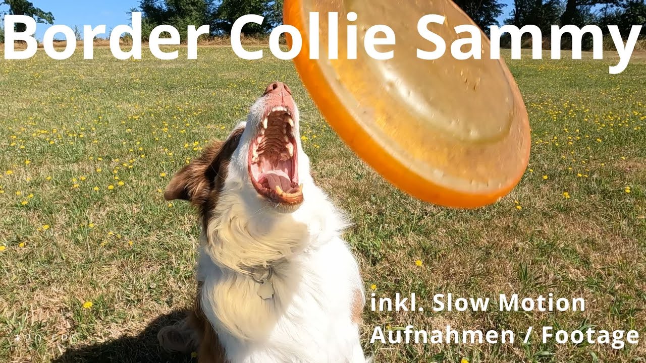 Border Collie Sammy beim Training. Aufnahmen mit der Sony ZV-1 / GoPro ...
