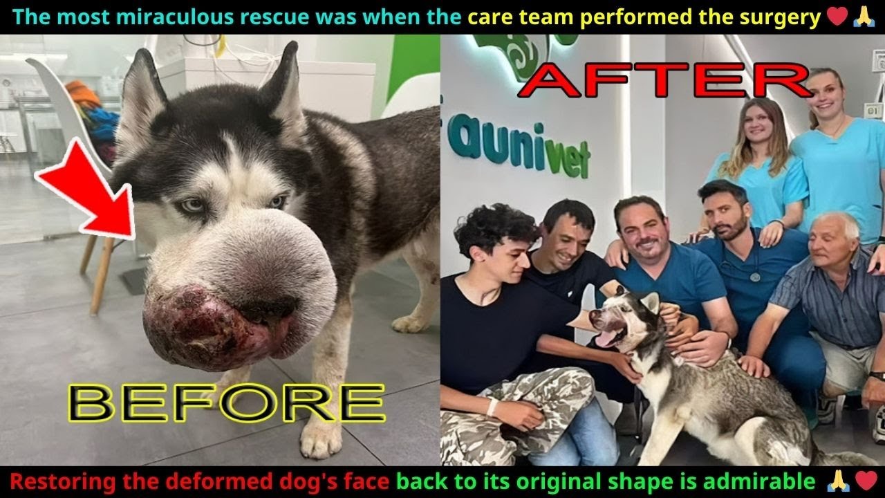 The miraculous rescue performed surgery to restore the deformed dog's ...