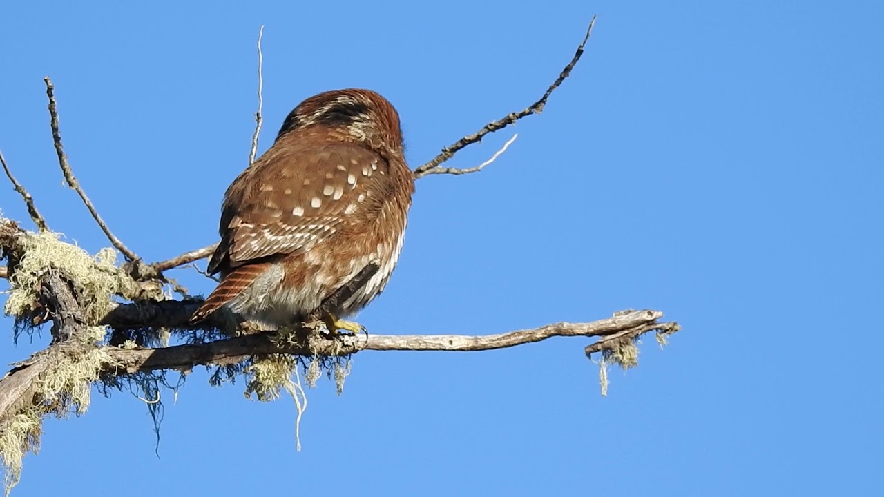 Chuncho (Glaucidium nanum) - YouTube