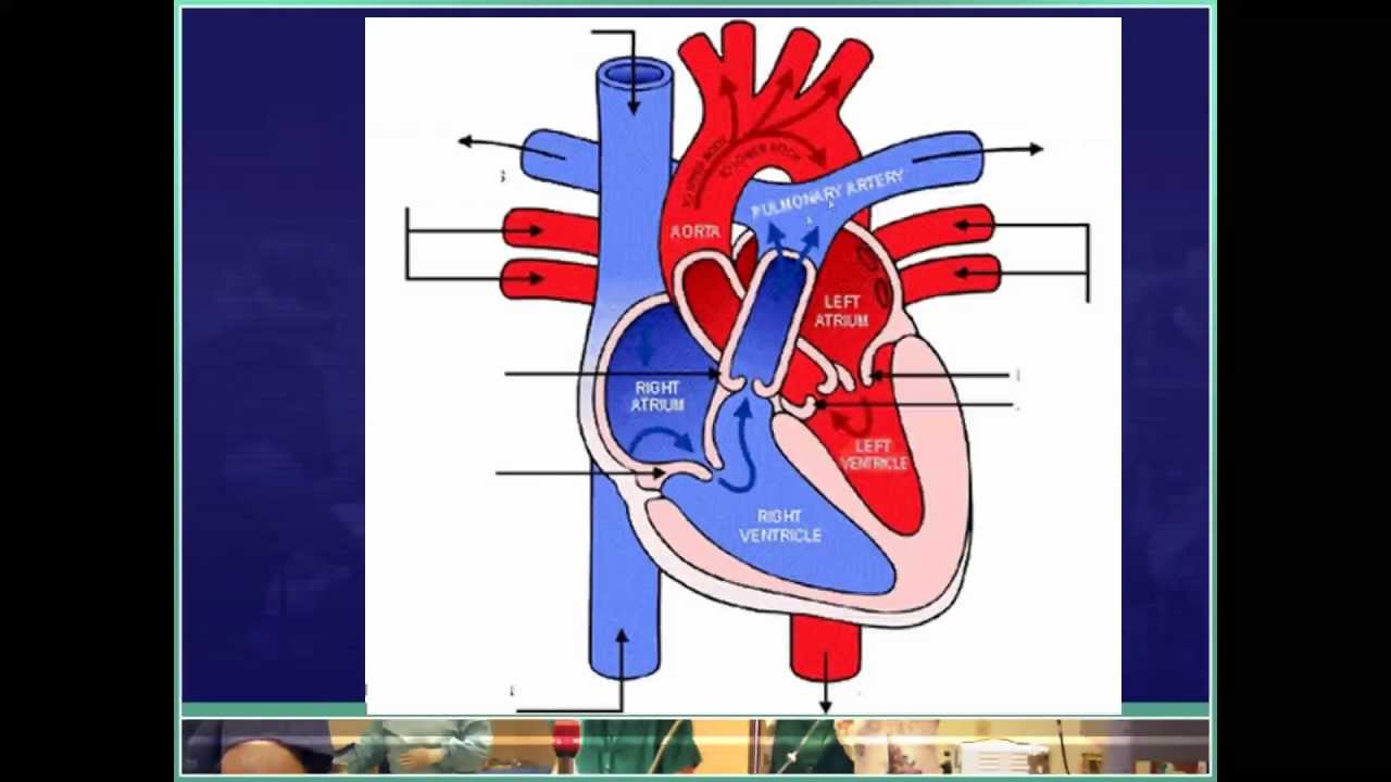 Basic Life Support - YouTube