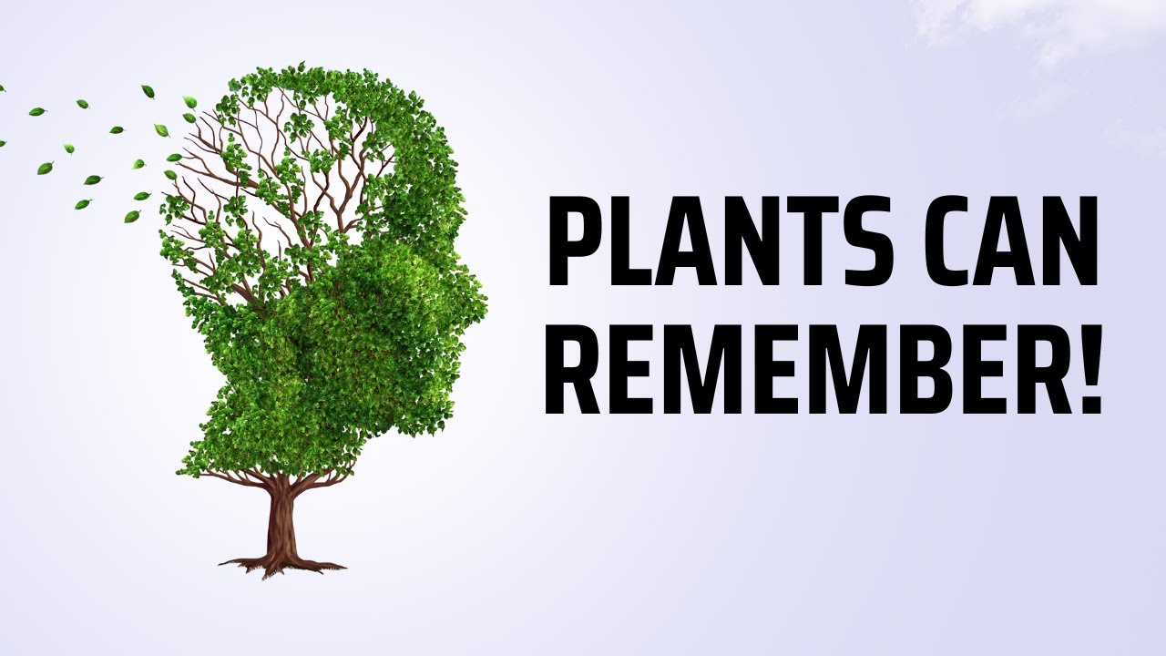 Unveiling the Green Mind: How Plants think and memorize - YouTube