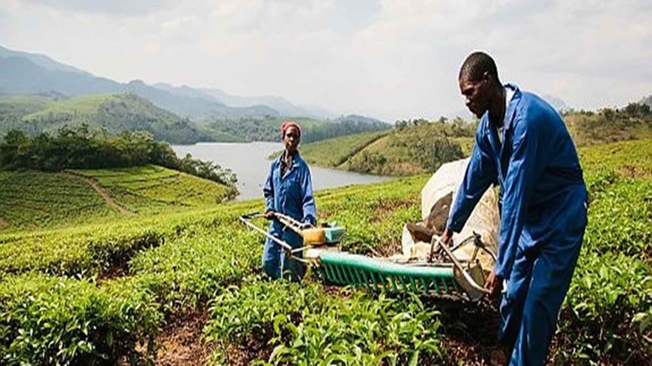Wamba Tea Factory, Honde Valley, Zimbabwe - YouTube